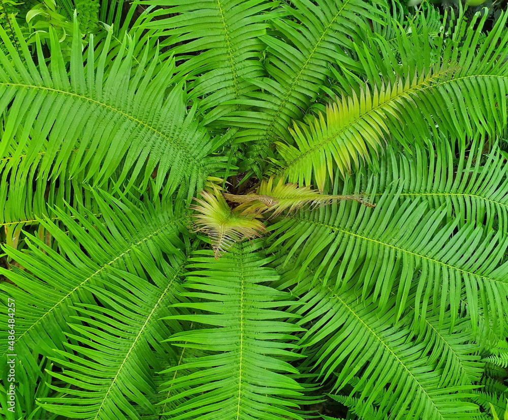 The top view of a bright green cycad is considered the king of the ...