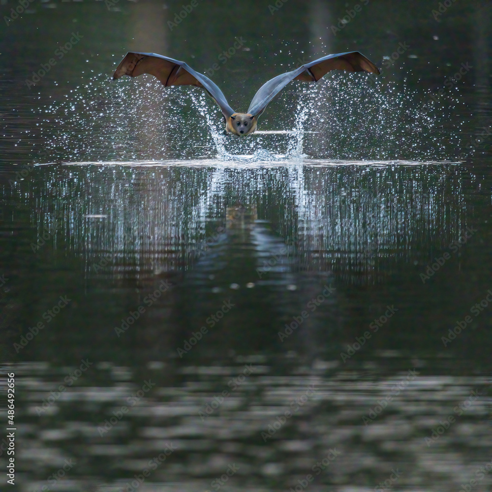 Frontal view of a grey-headed flying-fox, Pteropus poliocephalus, with ...