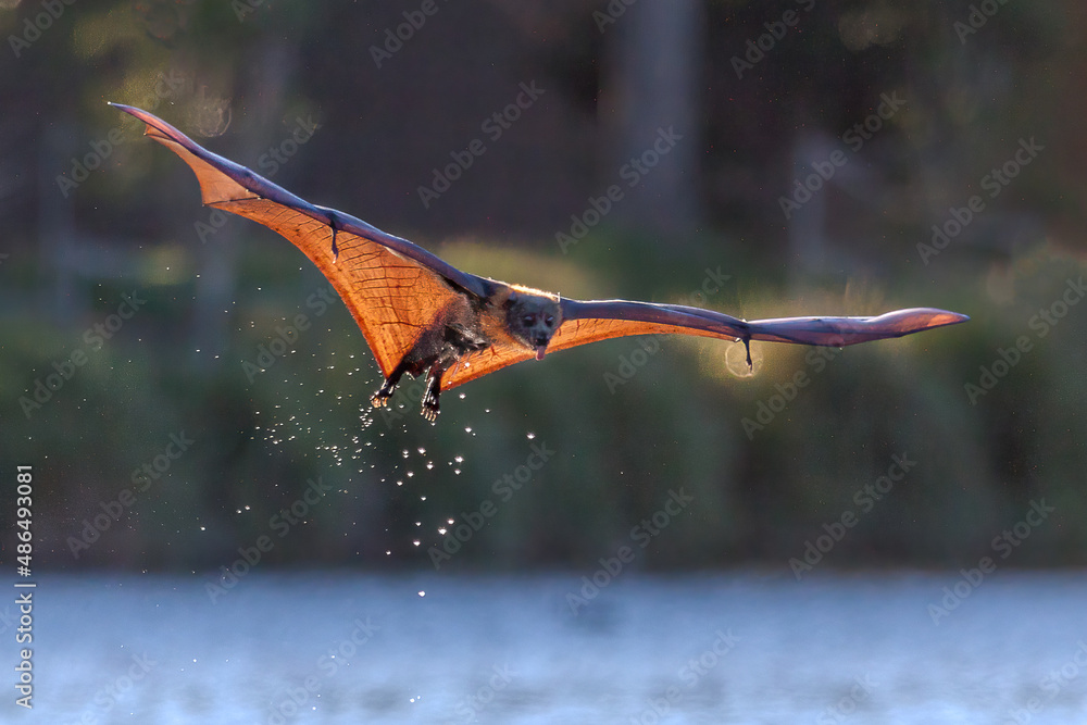 Grey-headed flying-fox, Pteropus poliocephalus, lifting up after ...