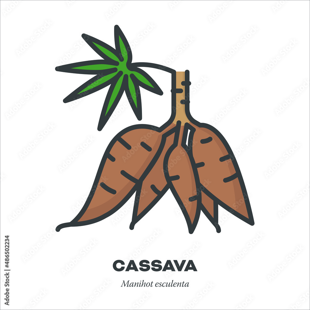 Cassava roots icon, filled outline style vector illustration Stock ...