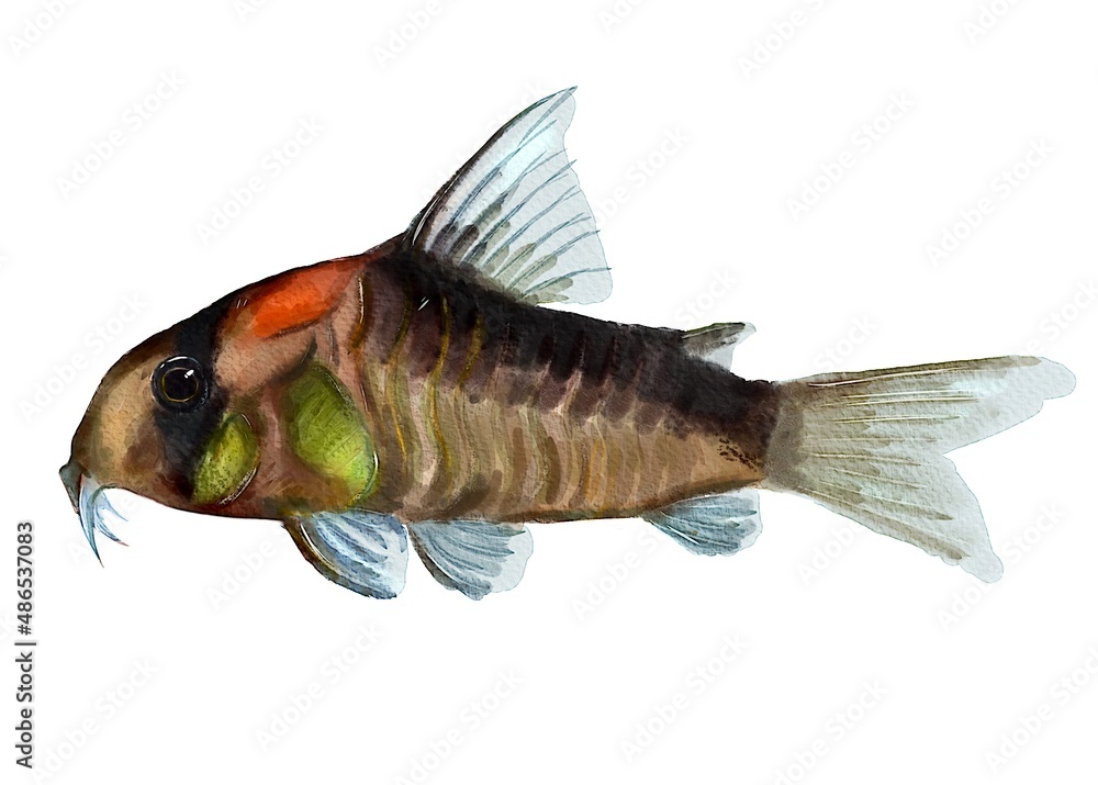 Corydoras Adolfoi