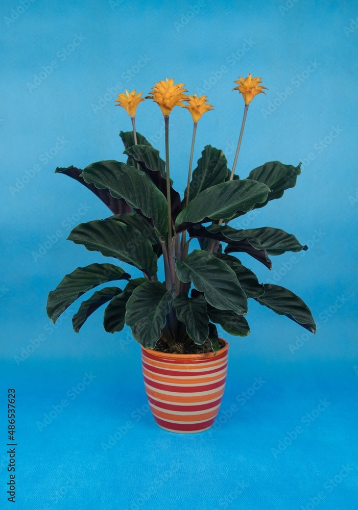 Orange flower Calathea crocata with dark leaves in a colored pot on the ...