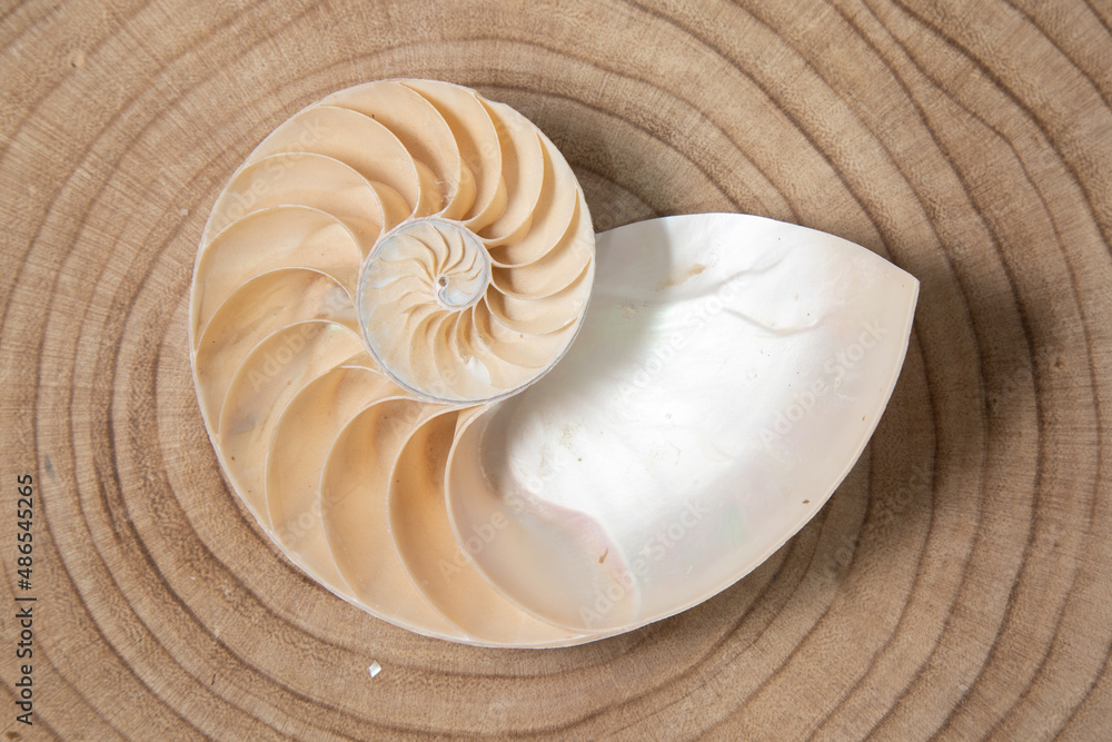 nautilus shell symmetry Fibonacci half cross section spiral golden ...