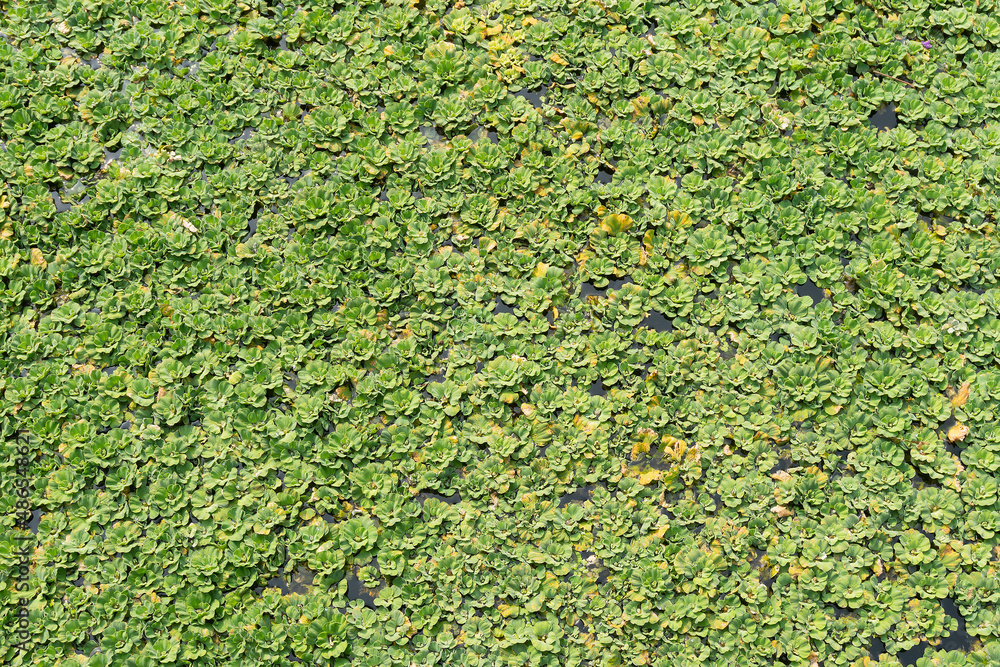 kochuripana, Pontederia crassipes , known as common water hyacinth is ...