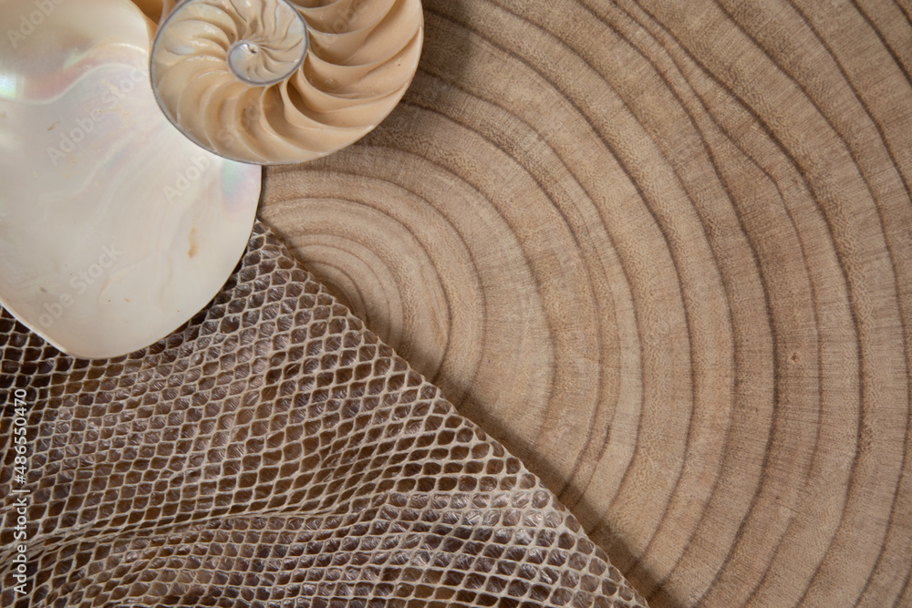 Poster nautilus shell symmetry Fibonacci half cross section spiral ...