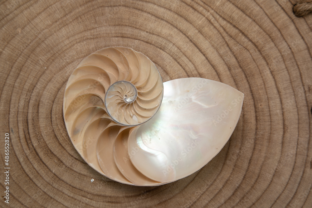 nautilus shell symmetry Fibonacci half cross section spiral golden ...
