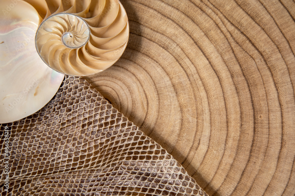 nautilus shell symmetry Fibonacci half cross section spiral golden ...