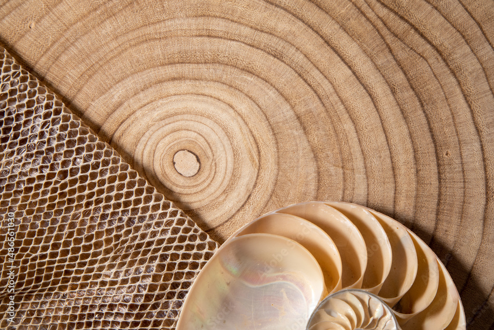 nautilus shell symmetry Fibonacci half cross section spiral golden ...