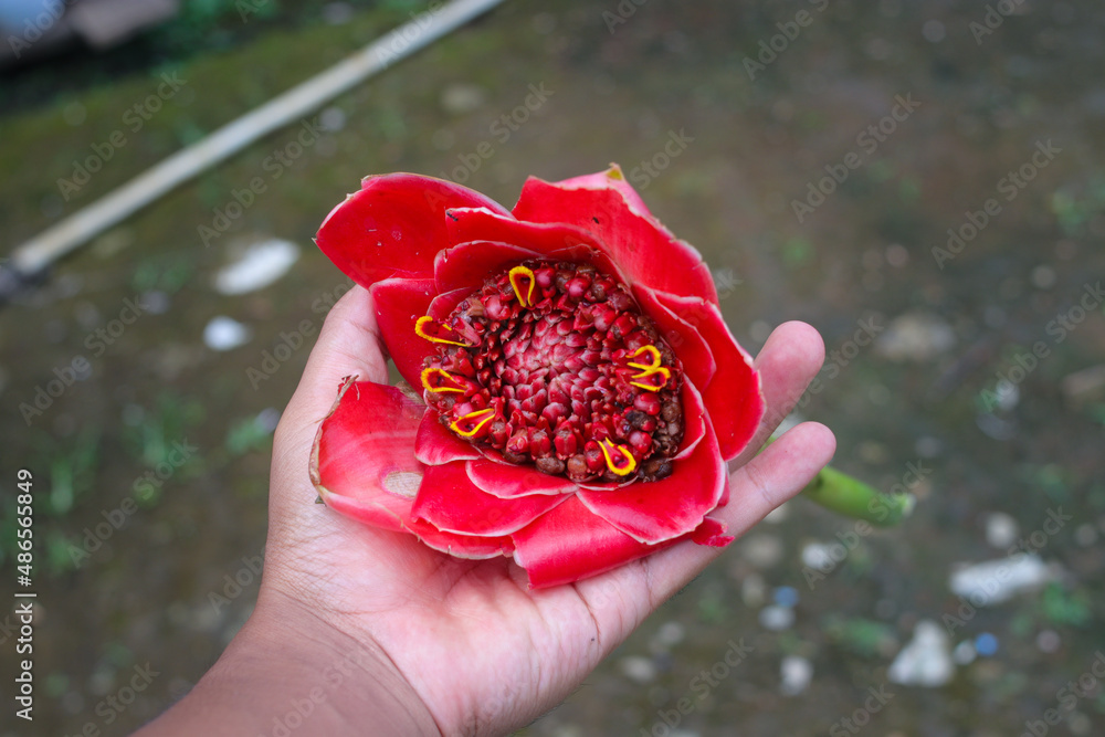 Foto de Hand holding Red ginger flower or torch ginger with blurred ...