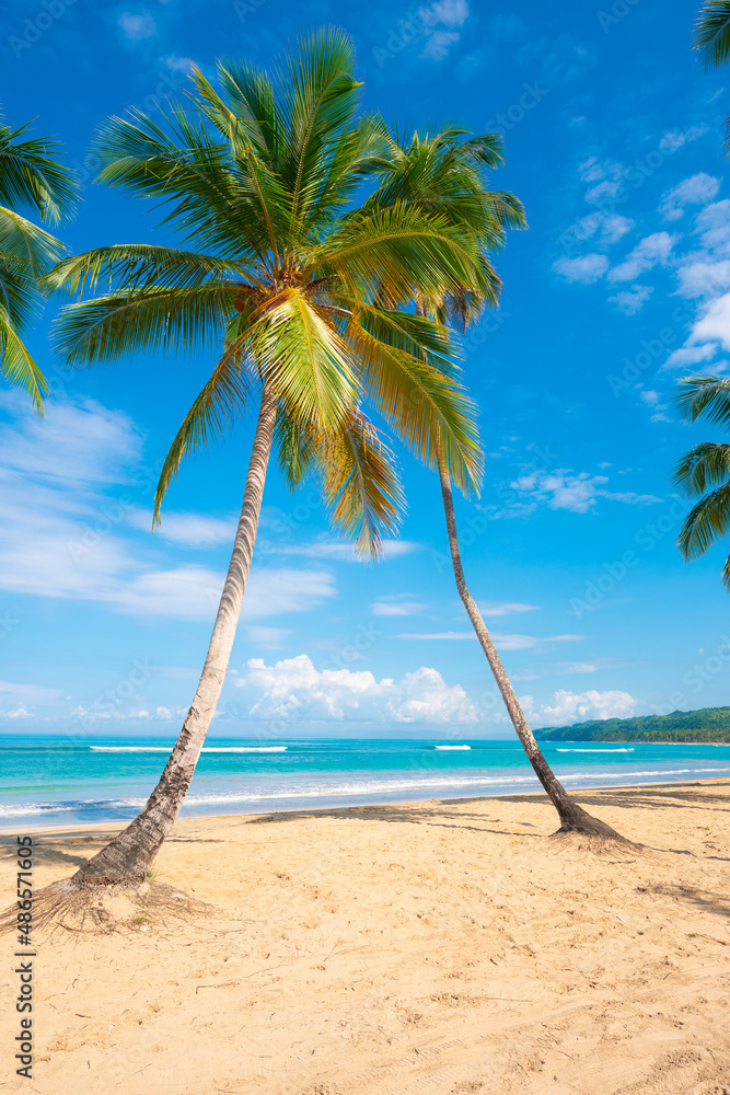 Sunny Beaches With Palm Trees
