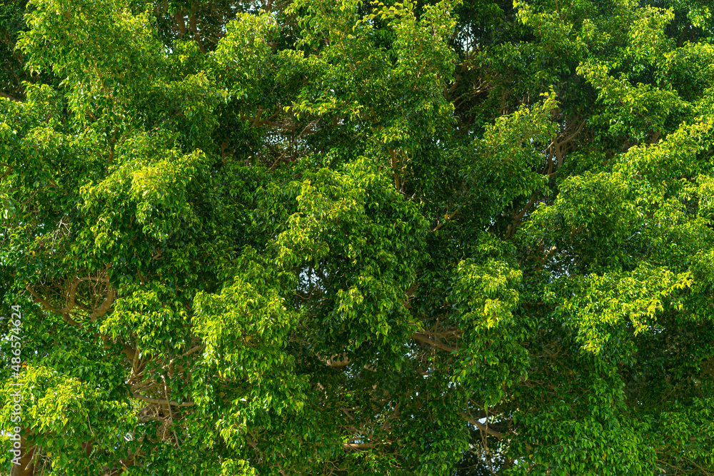 Beautiful wildlife background. Bright green foliage of a tropical tree ...