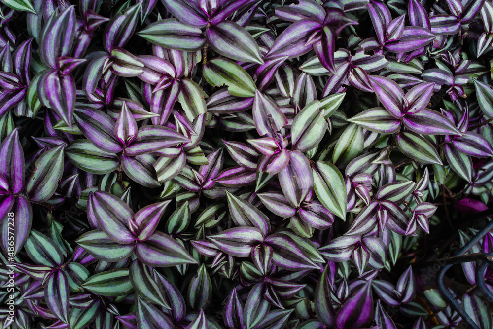 Full frame view of Tradescantia zebrina leaves background. Zebrakraut ...