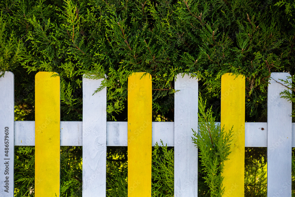 Yellow and white wooden fence in front of Cupressocyparis leylandii ...