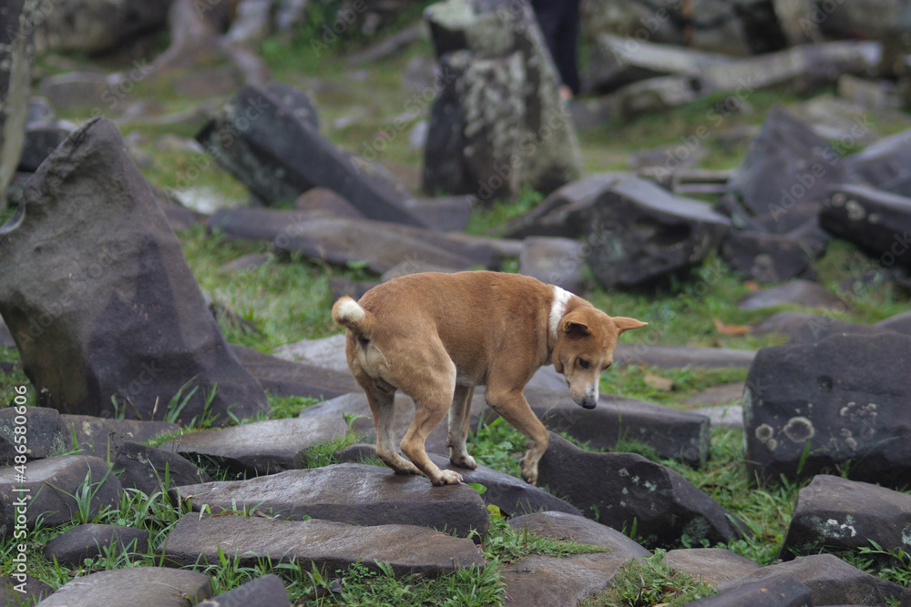 Dog with orange and white fur sitting on a rock in mount Padang ...