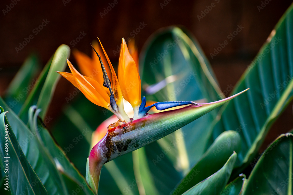 Blossom of Strelitzia reginae, colorful bird of paradise flowers in ...