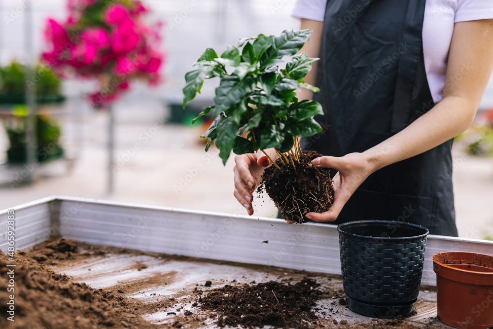 Faceless gardener taking out plant from pot Stock Photo | Adobe Stock