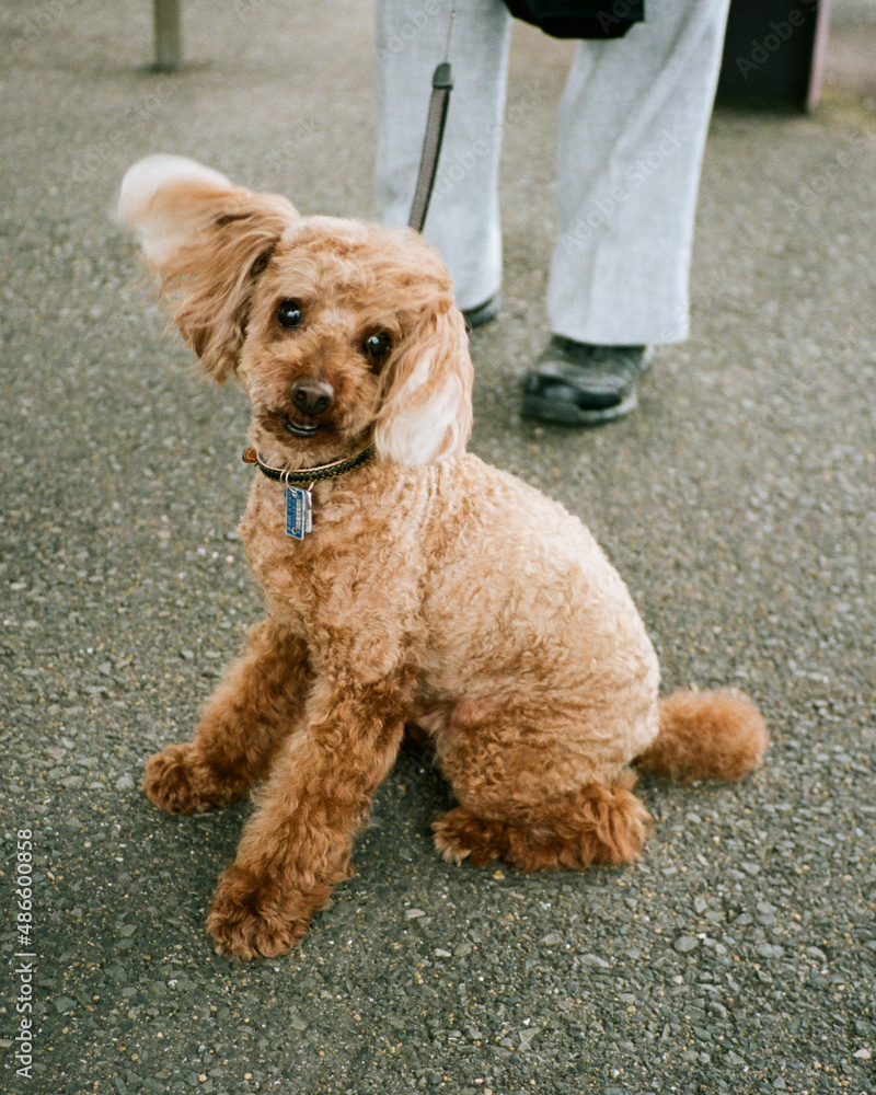 A surprised golden brown cockapoo dog in Sasebo, Japans Stock Photo ...