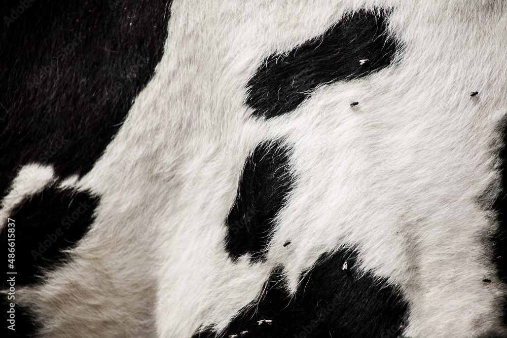 texture of the skin of a white and black cow Stock Photo | Adobe Stock