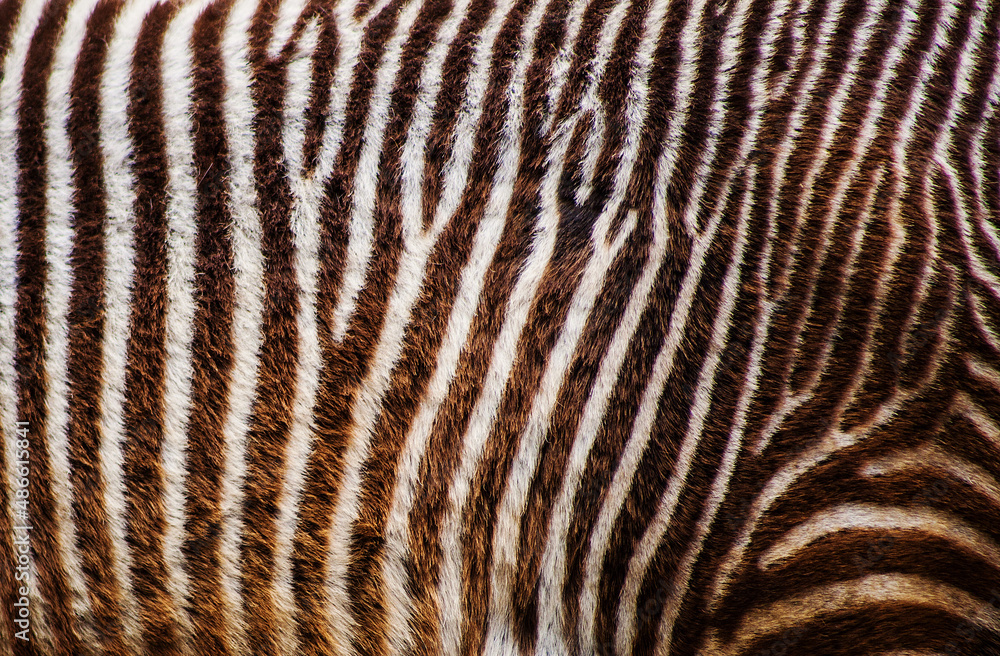 Zebra texture Stock Photo | Adobe Stock
