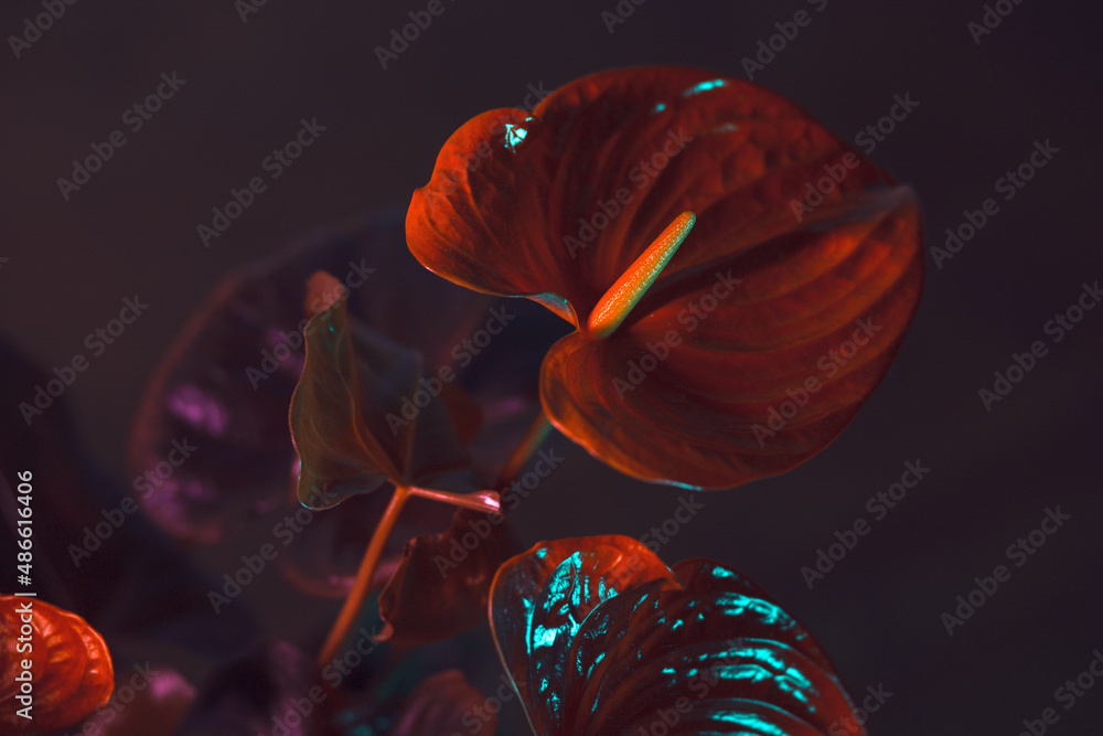 Red Anthurium Stock Photo | Adobe Stock