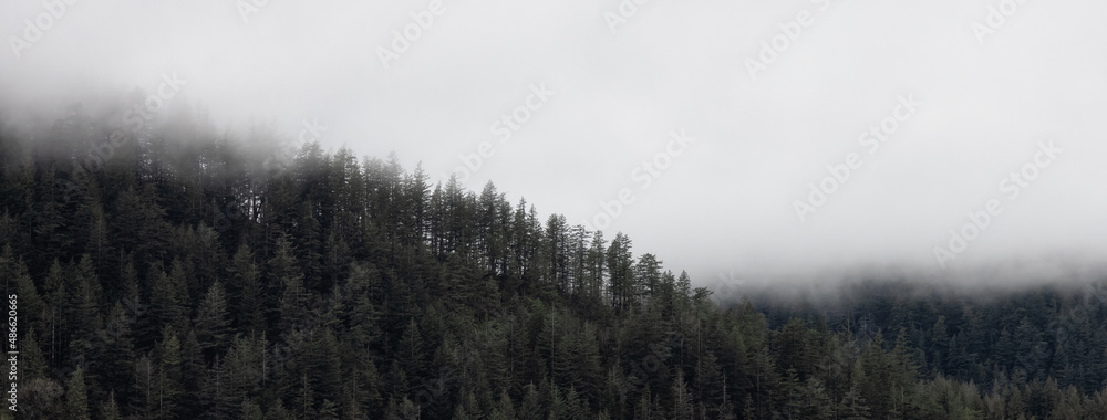 Evergreen Trees in a forest on top of a mountain with fog and clouds ...