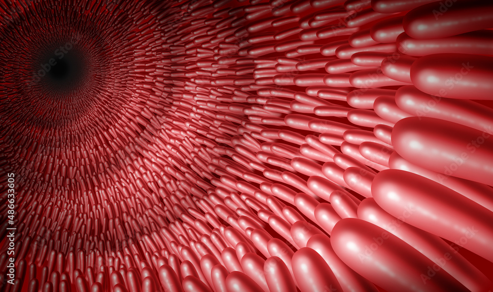 Inner intestine anatomy concept as the inside of a digestion organ with ...
