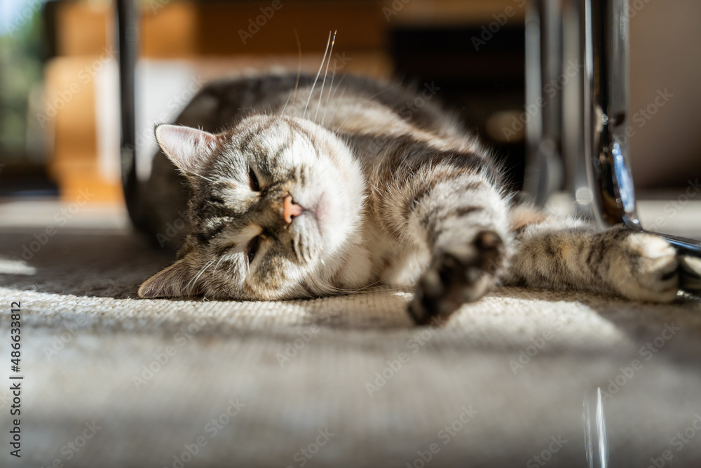 stretching Cute lazy cat laying down on carpet Stock Photo | Adobe Stock
