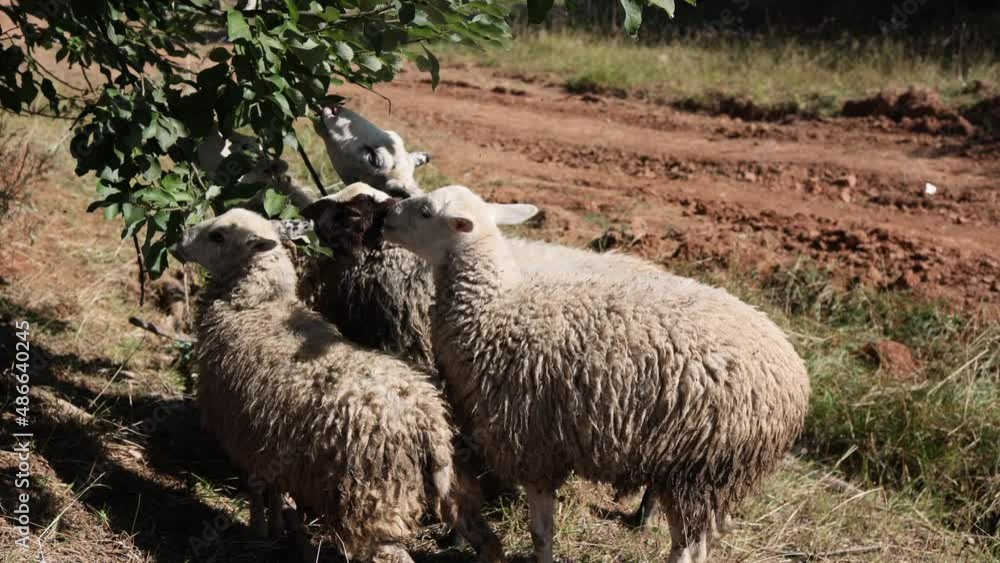 The sheep jumped the wooden fence. A flock on a walk on a sunny summer ...