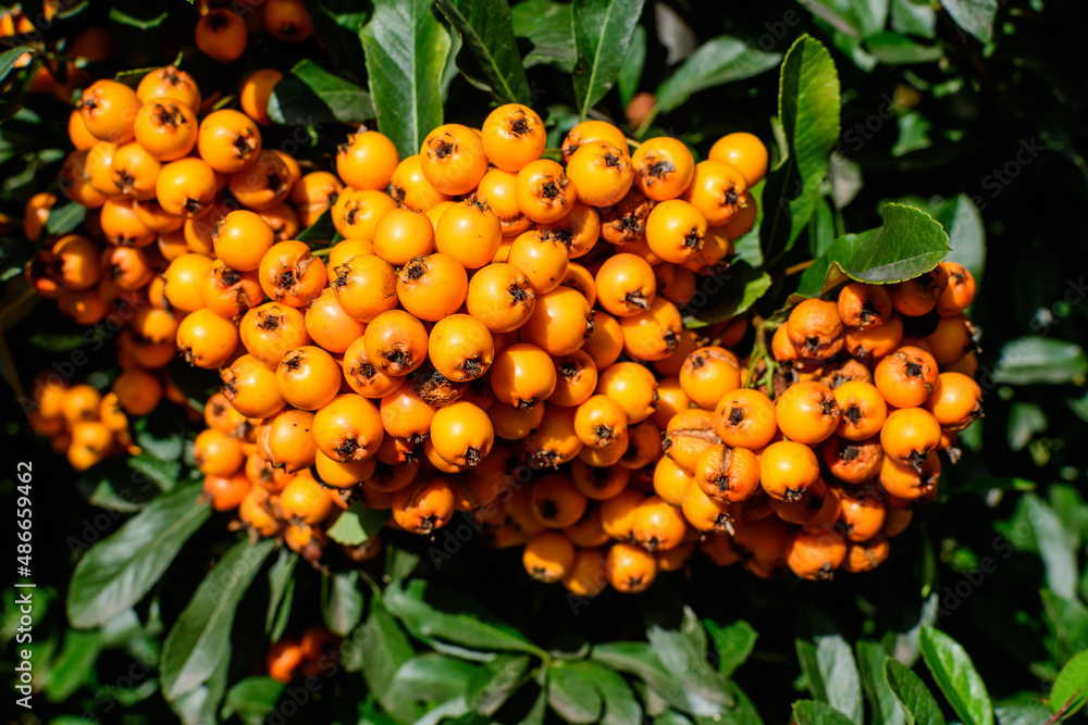 Small yellow and orange fruits or berries of Pyracantha plant, also ...