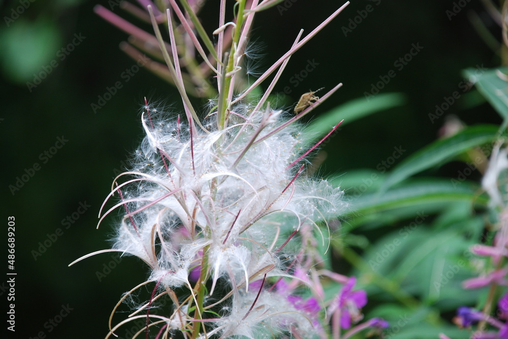 Aerial seeds of the fireweed plant. The fireweed has faded and white ...