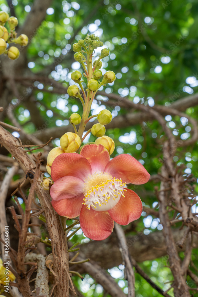 Fresh shorea robusta flower blooming in the temple also known as ...