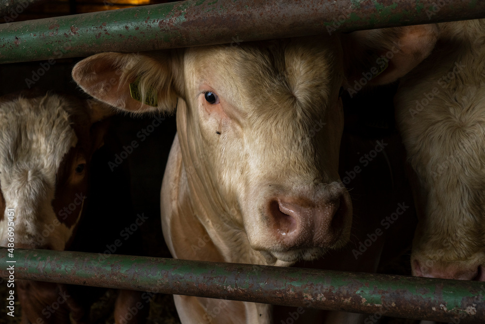 Bull in the stable. Bull's head. Curious bull looking into the camera ...