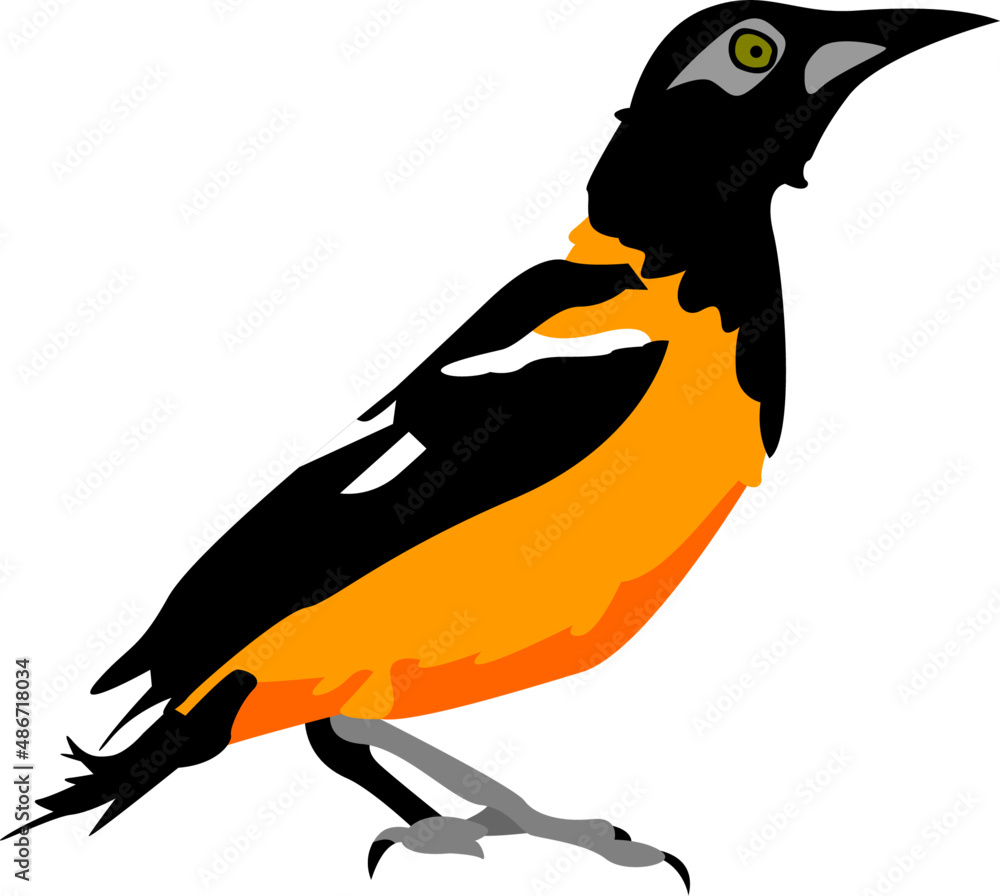 Venezuelan troupial (Icterus icterus) illustration Stock Vector | Adobe ...