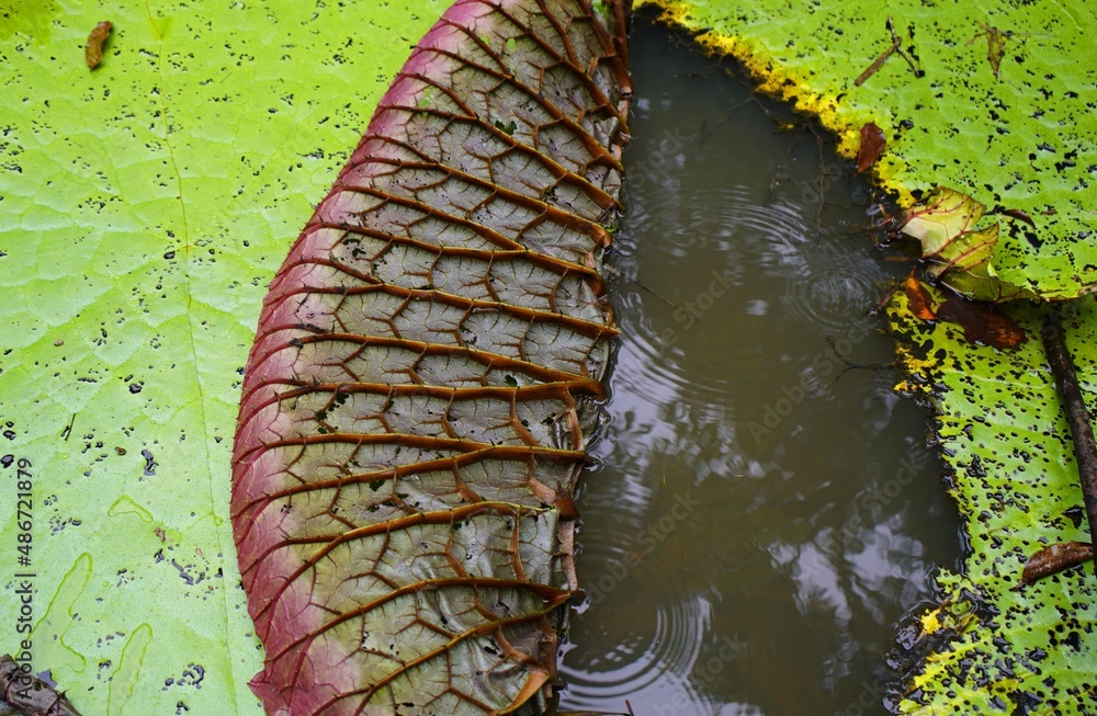 Underside of a Victoria amazonica leaf full of thorns. (Nymphaeaceae ...