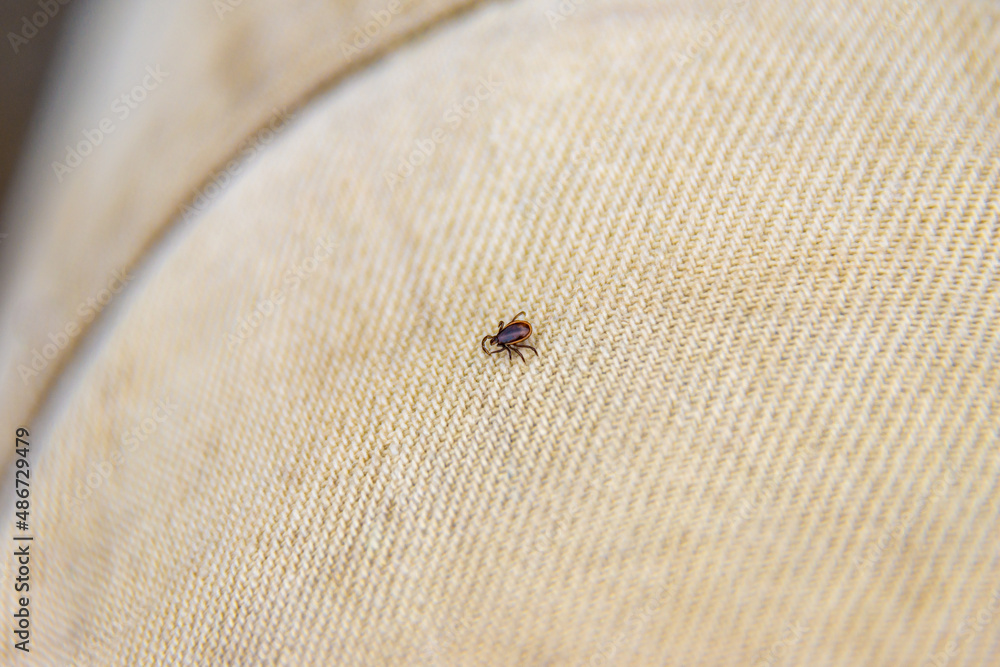 forest tick blood-sucking dangerous parasite- diseases: tick-borne ...
