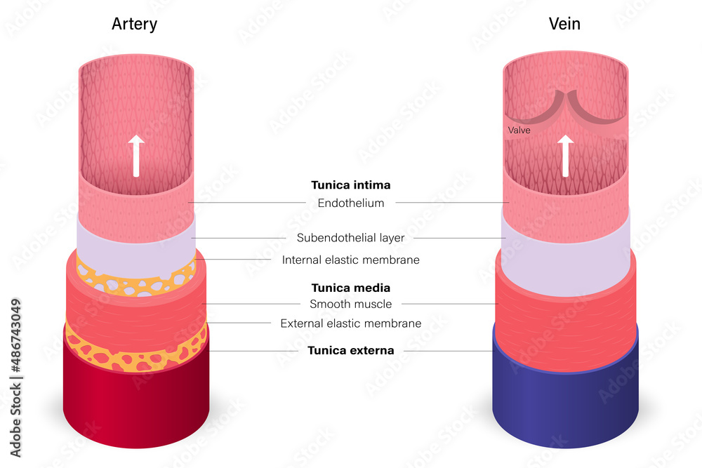Blood vessels with artery and vein anatomy. Medical education. Stock ...
