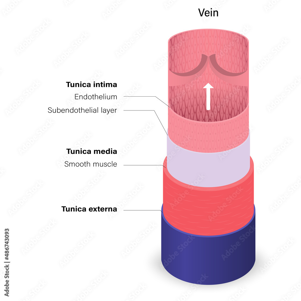 Structure of vein. Medical education. Blood vessels. Stock Vector ...