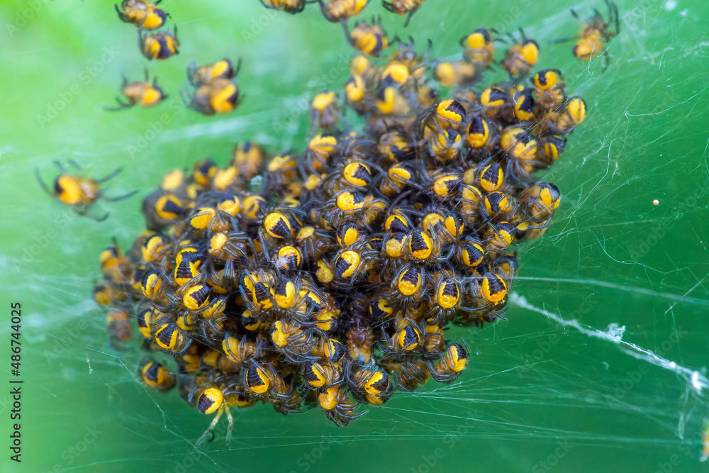 Baby spiderlings of the Cross Orb Weaver spider (araneus diadematus) or ...