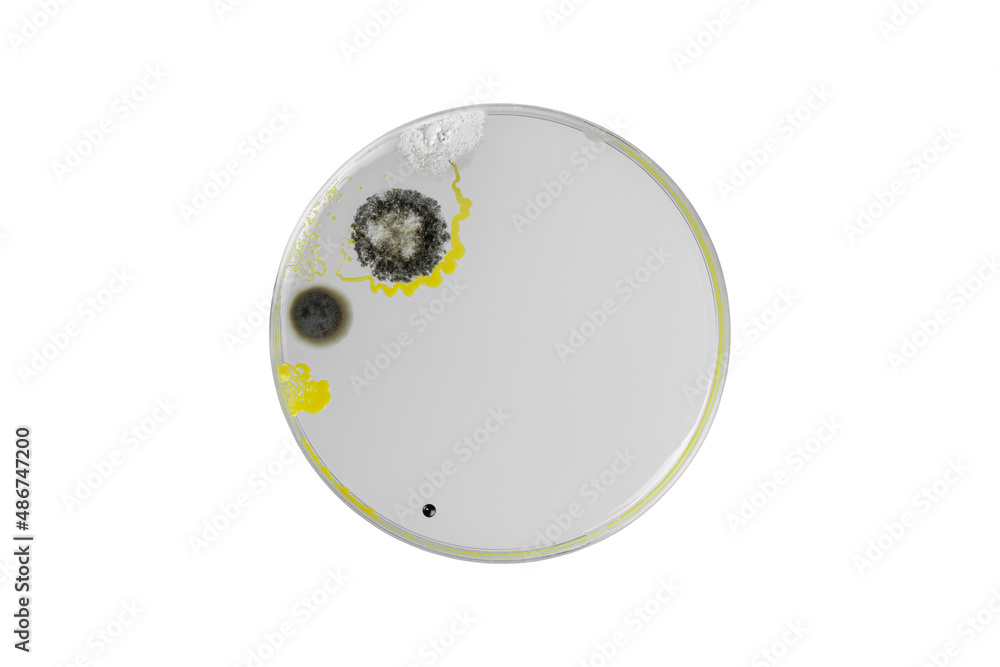 Petri dish and culture media with bacteria on white background with ...