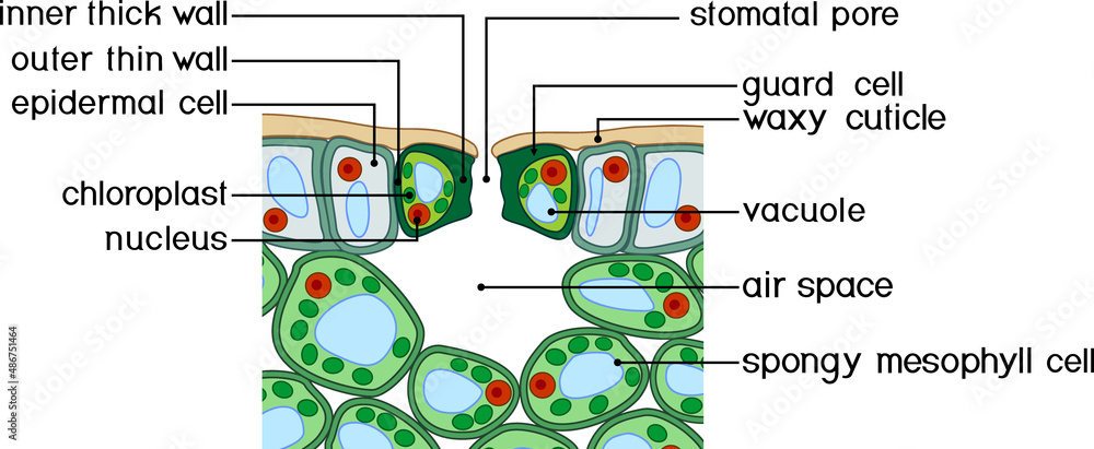 Section view of stomate and plant leaf structure. Cross-section through ...