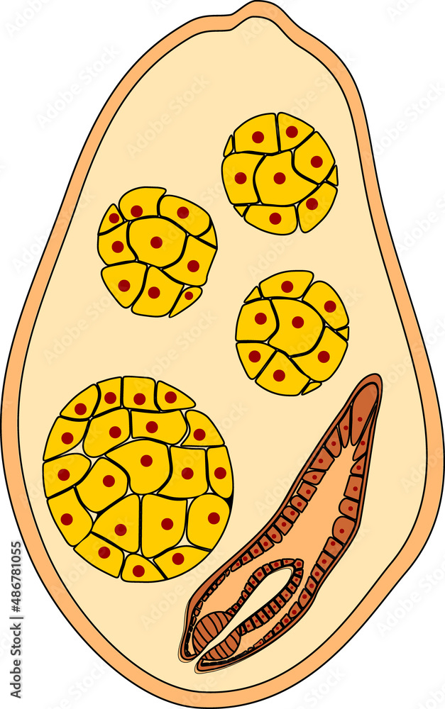 Sporocyst with redia of Sheep liver fluke (Fasciola hepatica) isolated ...