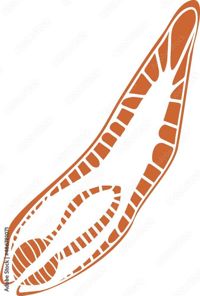 Silhouette of Redia of Sheep liver fluke (Fasciola hepatica) isolated ...