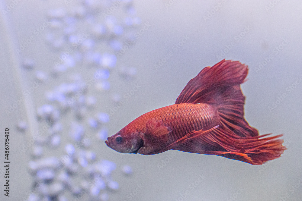 red betta fish veil tail in aquarium Stock Photo | Adobe Stock