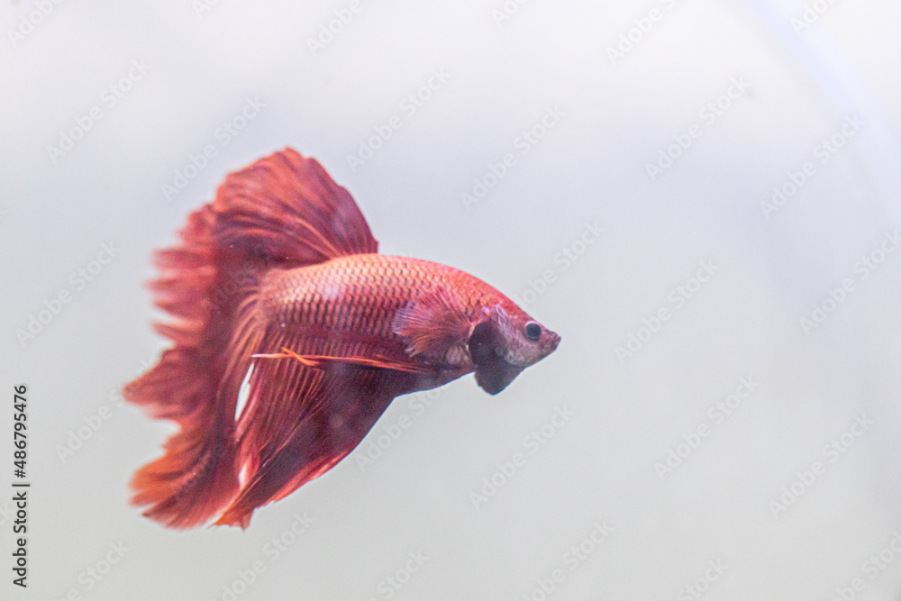 red betta fish veil tail in aquarium Stock Photo | Adobe Stock