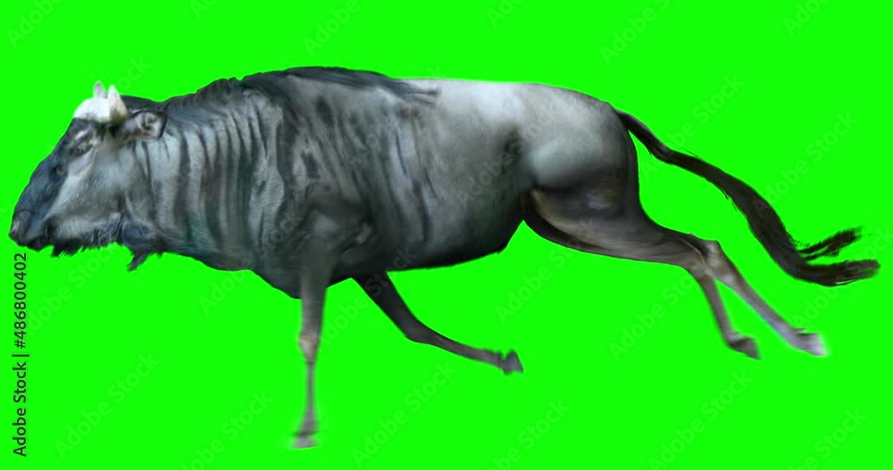 Wildebeest gallop running on a green screen. Animation of african ...