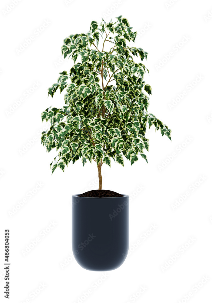 Ficus benjamina isolated on background Stock Illustration | Adobe Stock