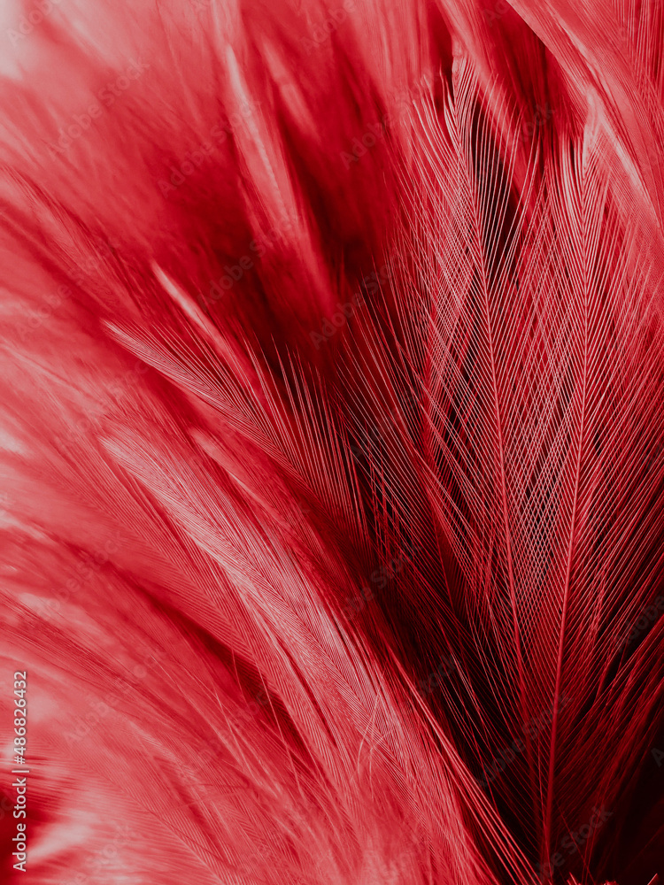 Beautiful abstract red feathers on white background, white feather ...
