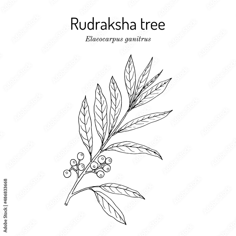 Rudraksha tree Elaeocarpus ganitrus , medicinal plant Stock Vector ...