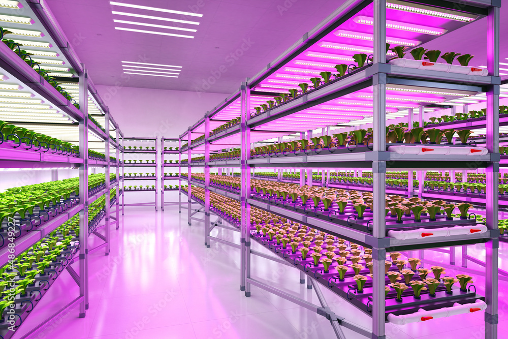 indoor farm system raised plants on shelves growth with led light Stock ...