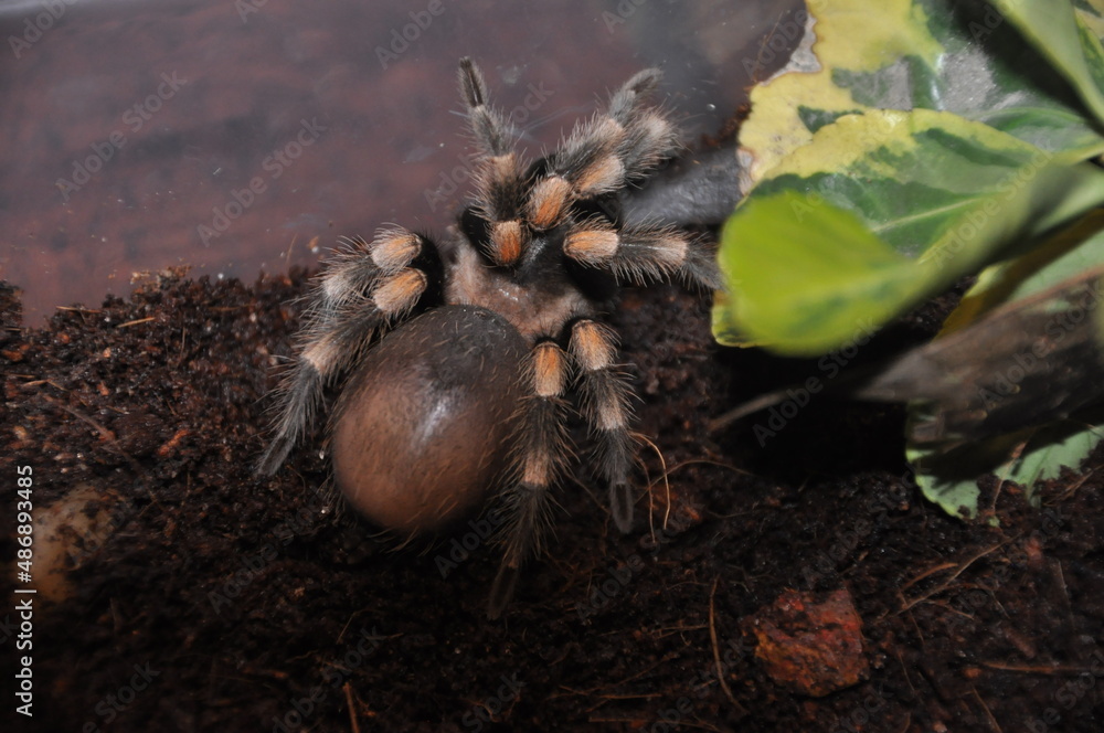 Close-up of a tarantula showcasing its unique features: hairy legs ...